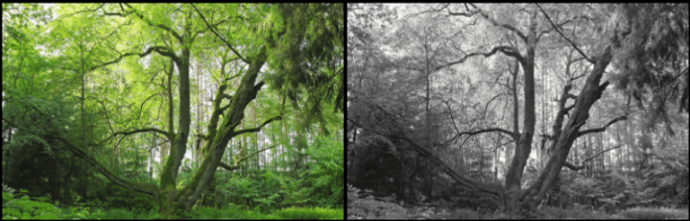 How to convert an image to Grayscale in PHP - CodeSpeedy