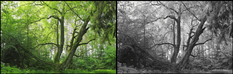 How To Convert An Image To Grayscale In PHP CodeSpeedy