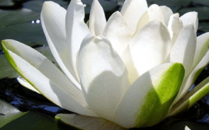 How to Convert image from PIL to OpenCV format in Python