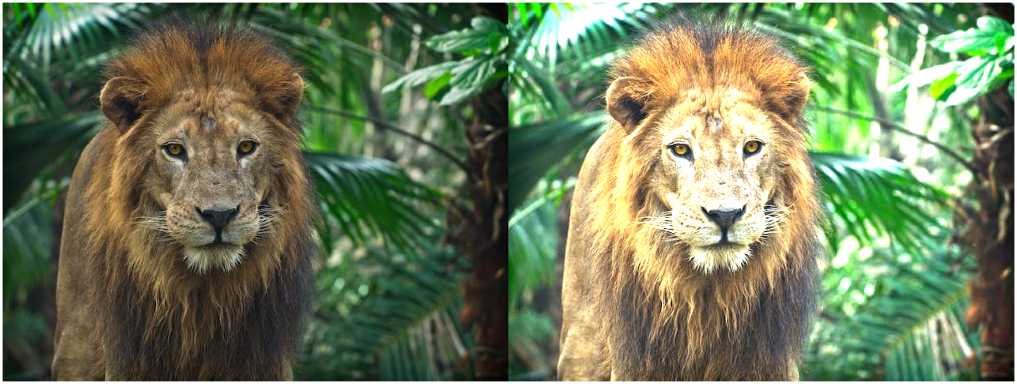 Image Enhancement in Python using Pillow - CodeSpeedy